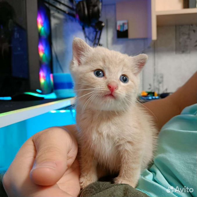 Котёнок мальчик лиловый окрас 2 месяца