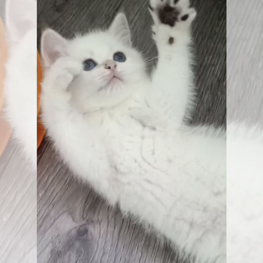 Шотландский прямоухий короткошёрстный котёнок