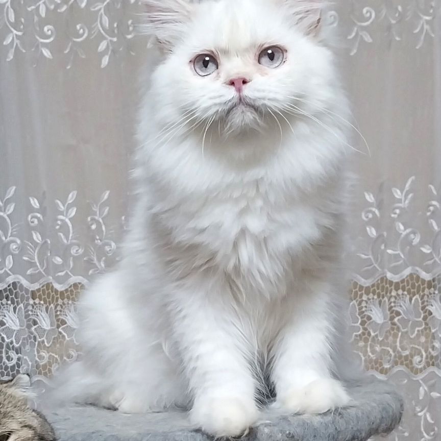 Шотландский прямоухий короткошёрстный котёнок