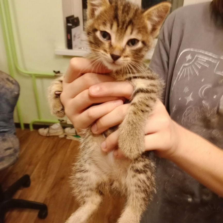Котёнок в добрые руки