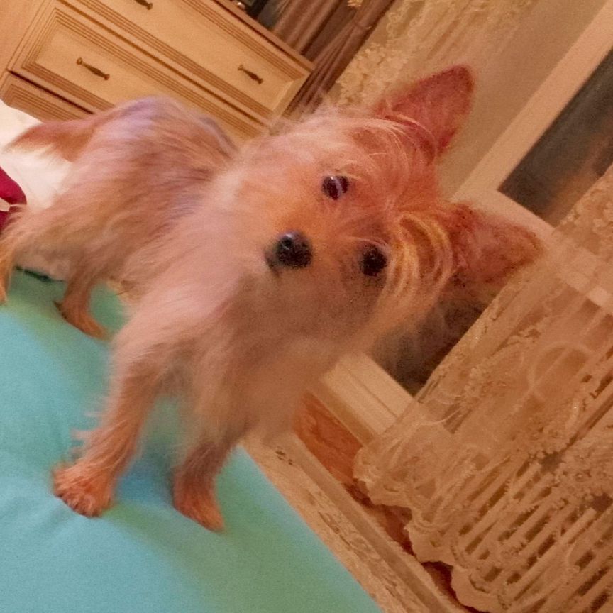 Собака в добрые руки отдам бесплатно