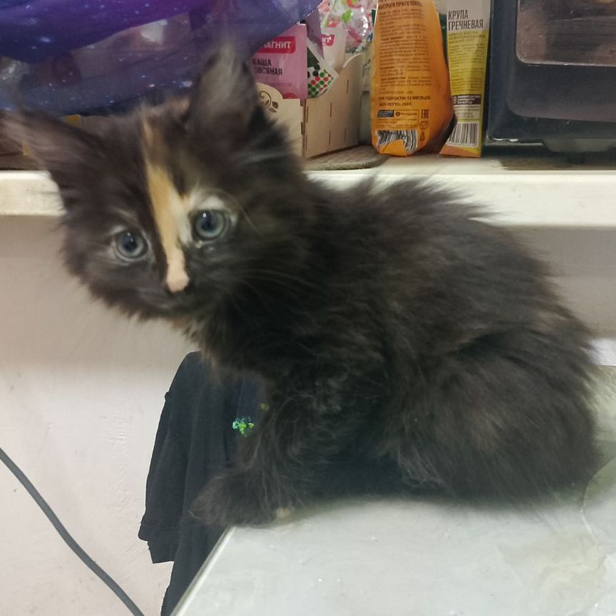 Мейн-кун котёнок