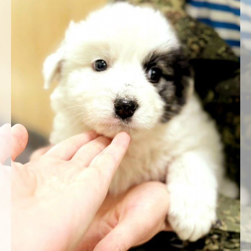 Щенок в добрые руки