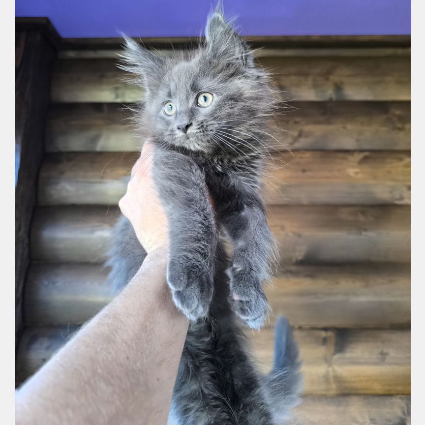 Котята мейн-кун