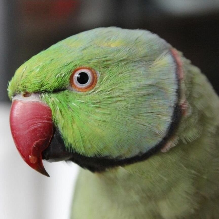 Ожереловый попугай самец