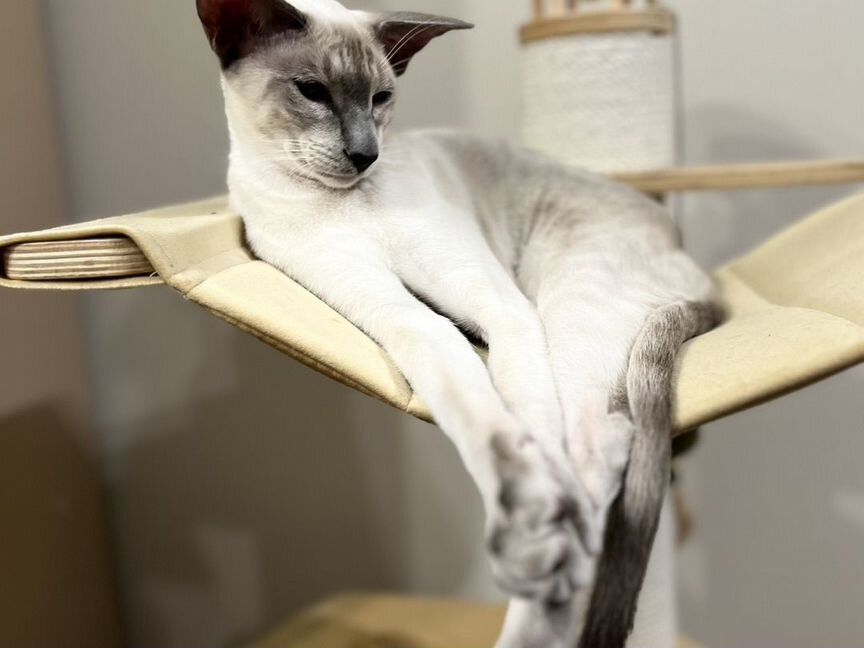 Ориентальный котенок