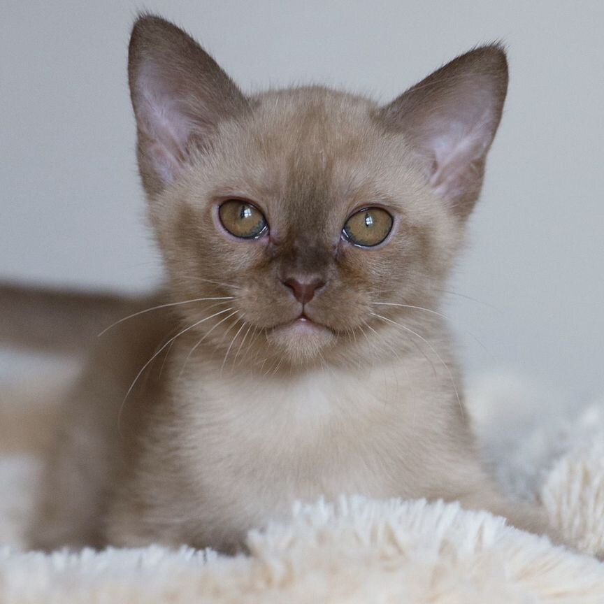 Европейский бурманский котёнок