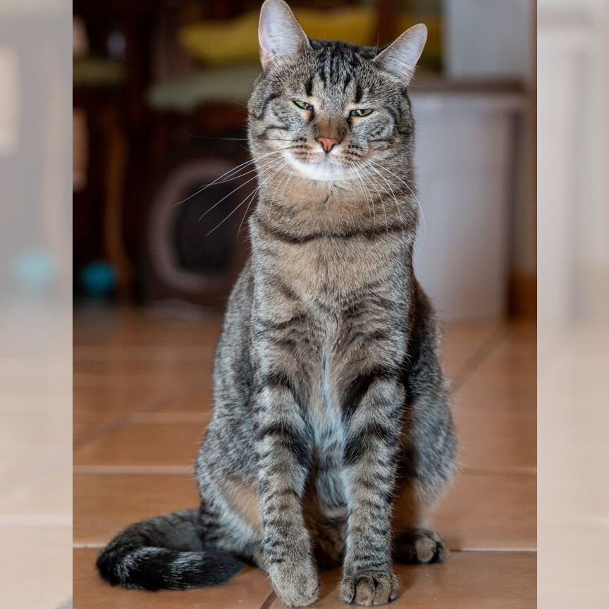 Кот в добрые руки