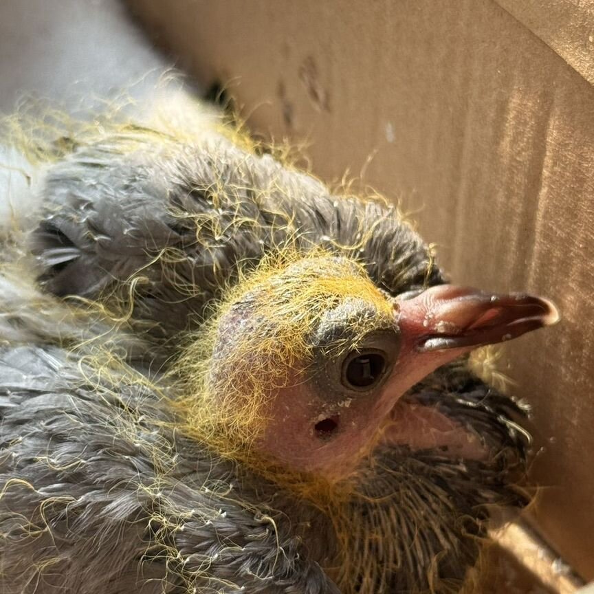 Птенец голубя