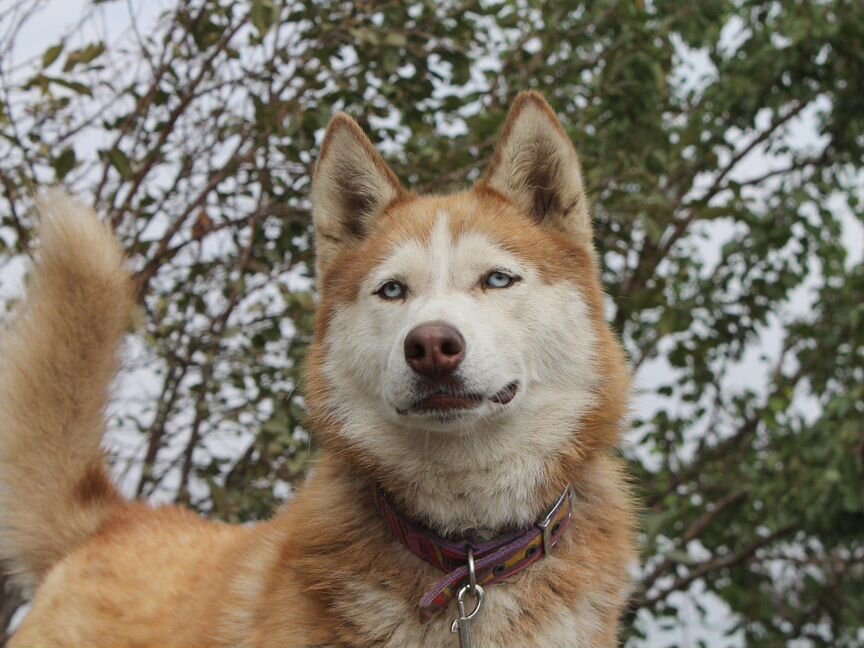 Сибирский хаски