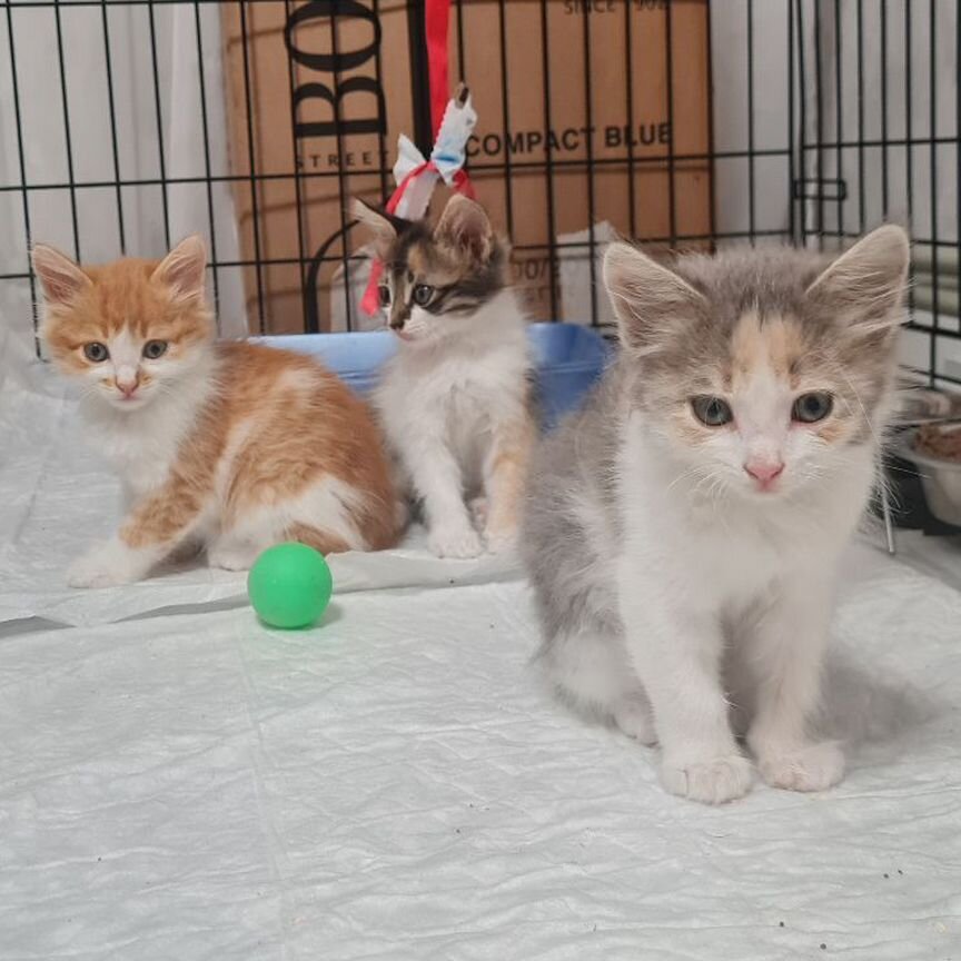 Котята в добрые руки
