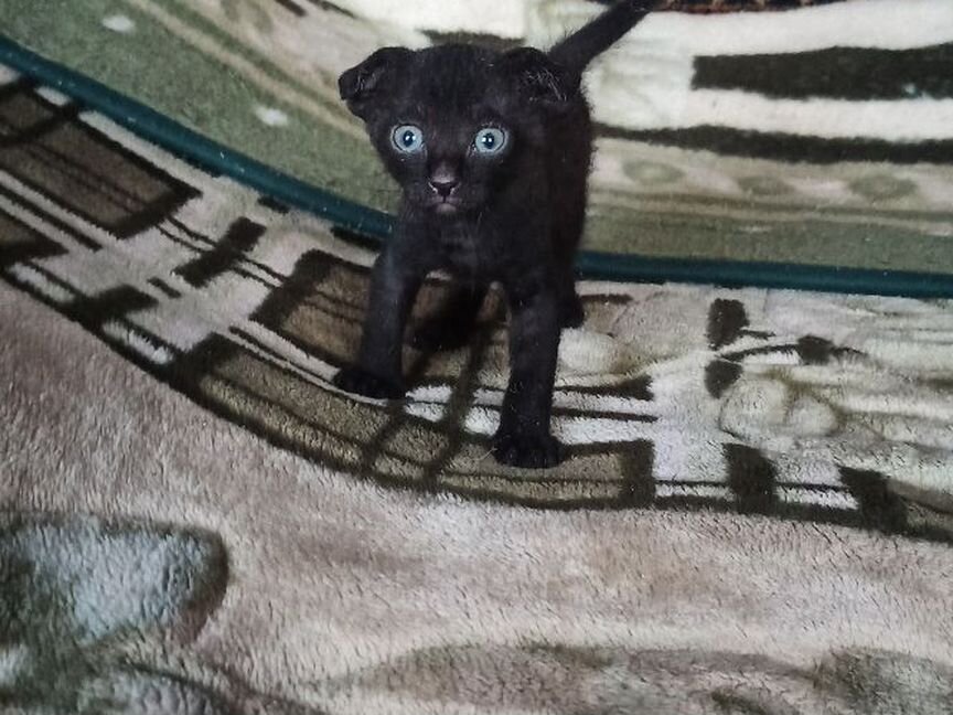 Котята