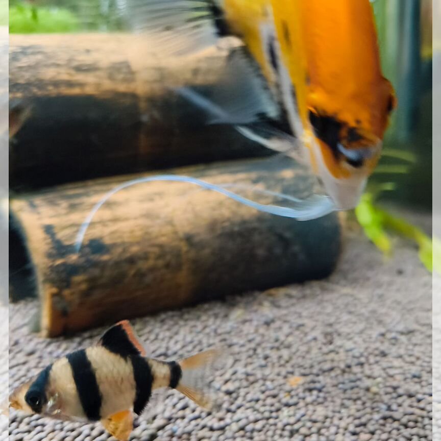 Барбус рыба