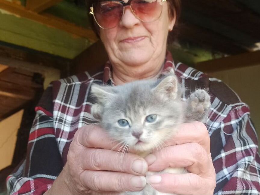 Котенок серый с голубыми глазками