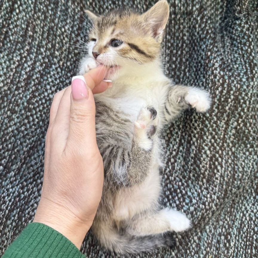 Котёнок в добрые руки