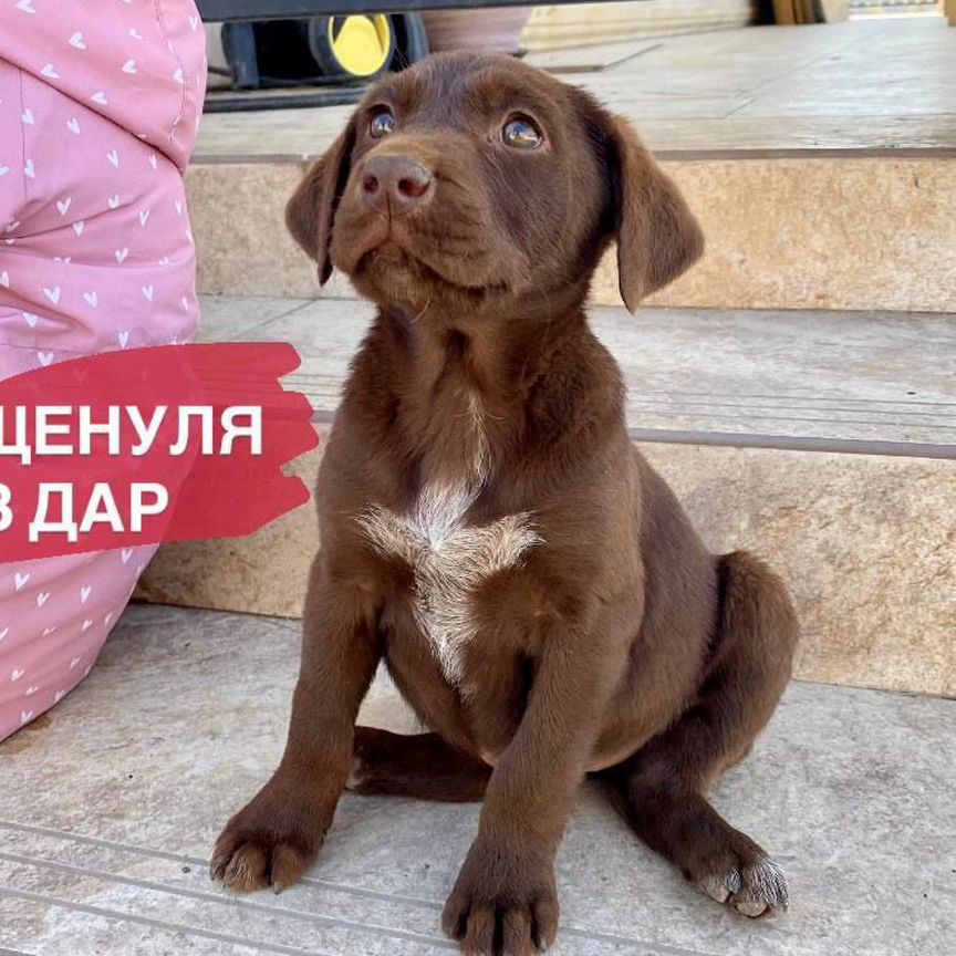 Щенок в добрые руки