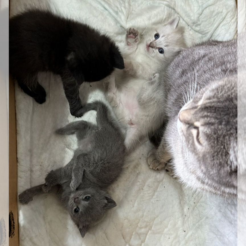 Британский короткошёрстный котёнок