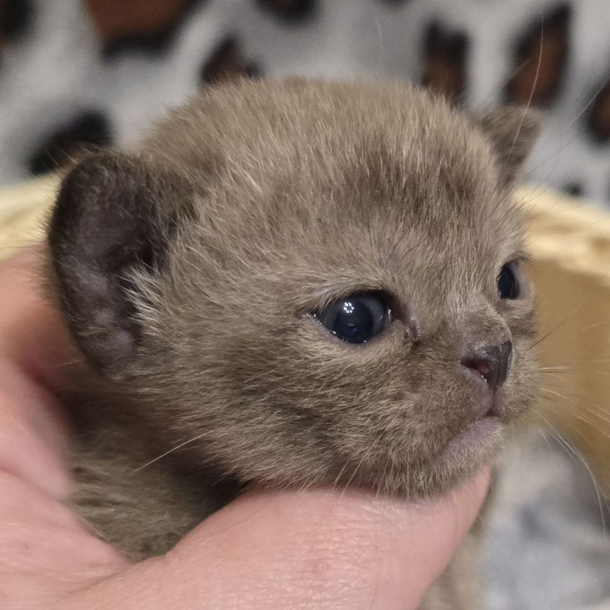 Европейский бурманский котёнок