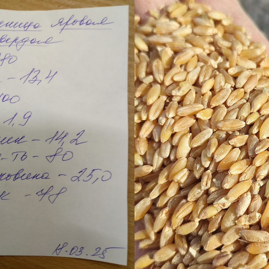 Яровая пшеница