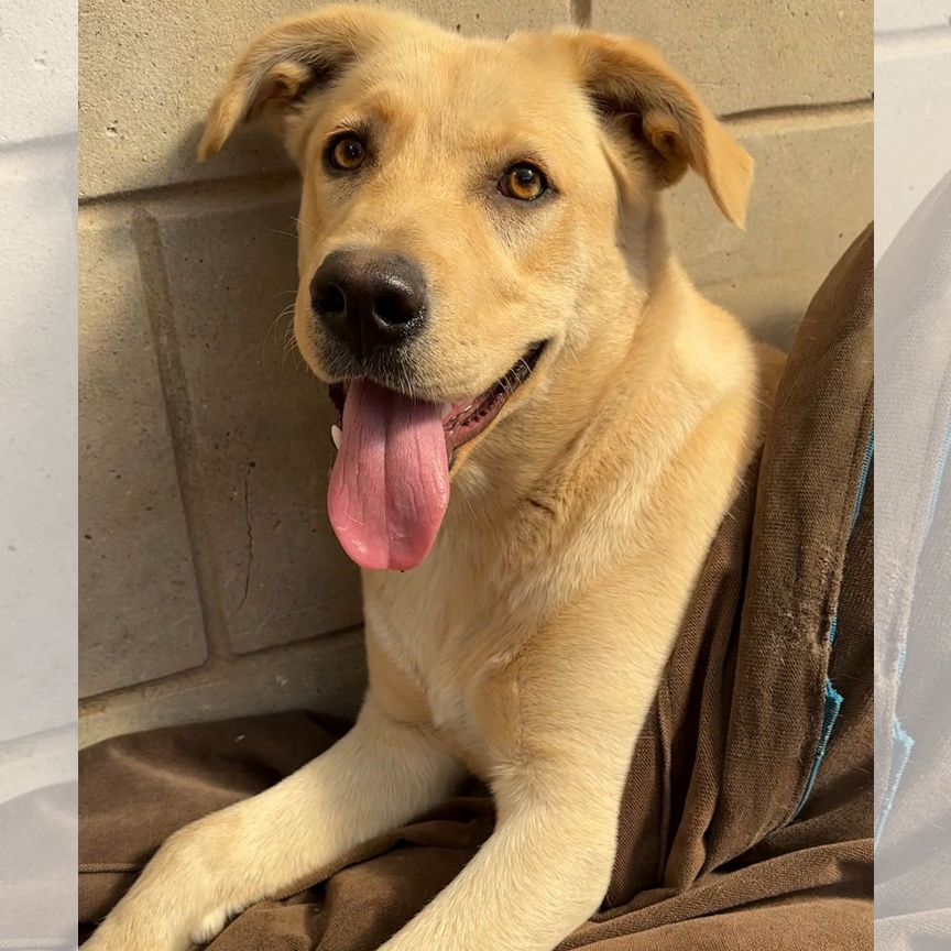 Собака в добрые руки щенок