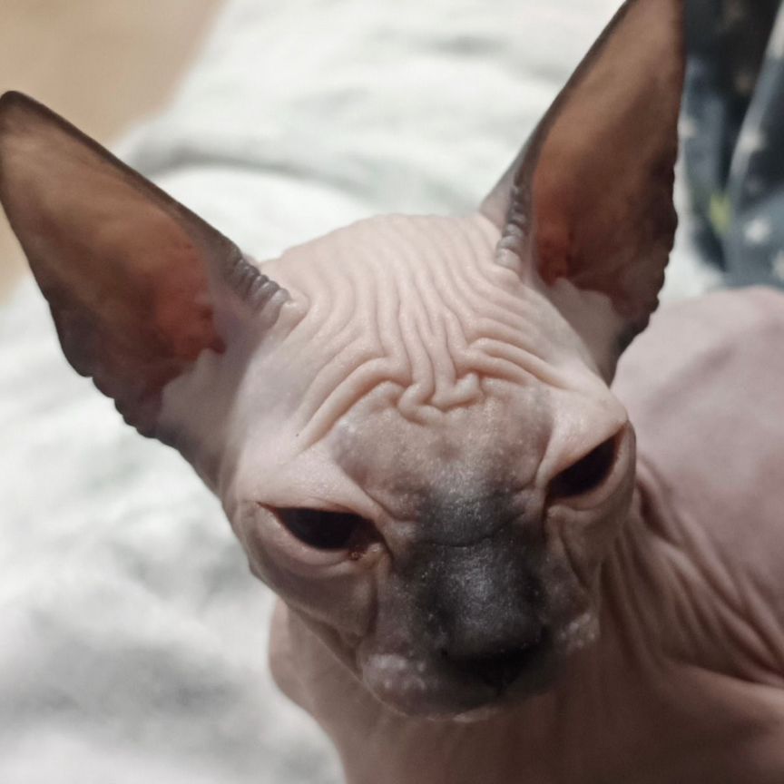 Канадский сфинкс котёнок