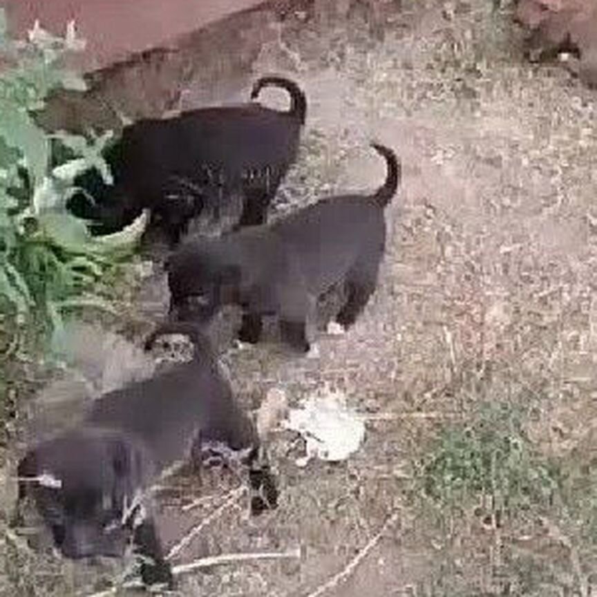Щеночки от бездомной собачки