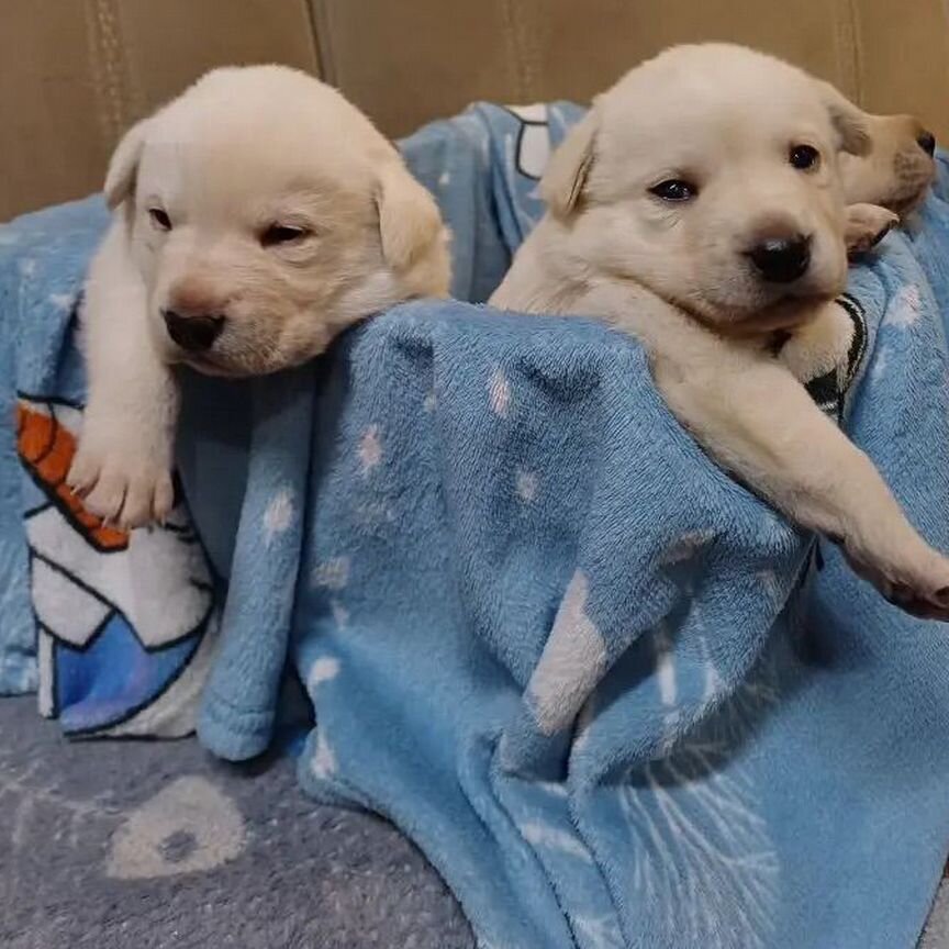 Лабрадор-ретривер, щенок