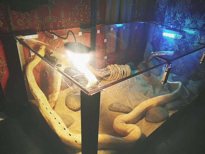 Террариум для рептилий