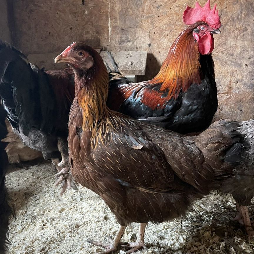 Куры вельзумер