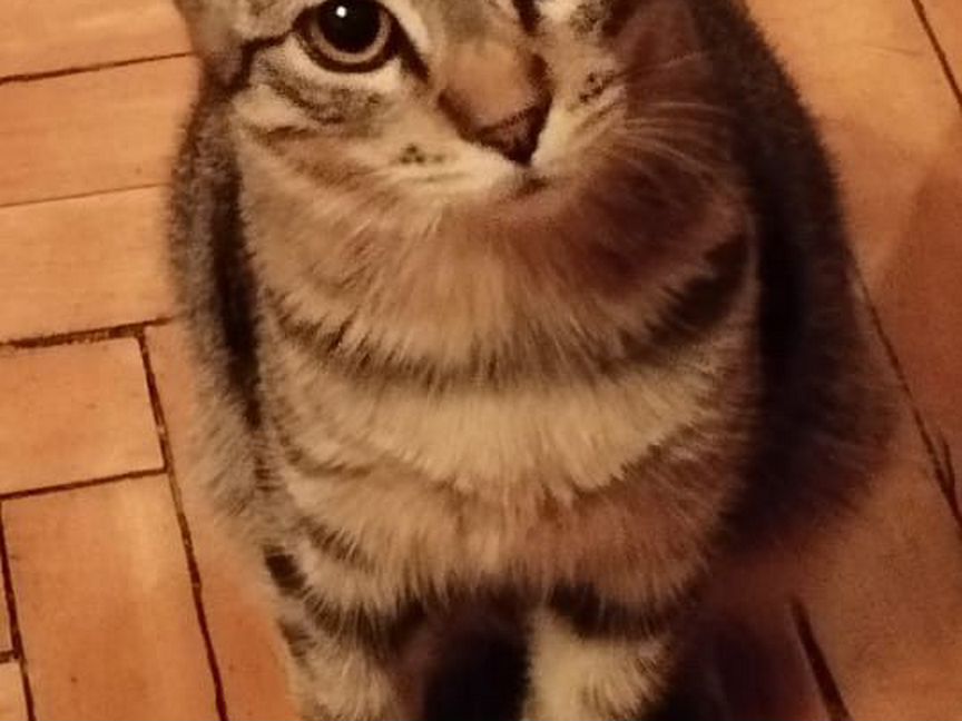 Котенок Орешек 6 мес