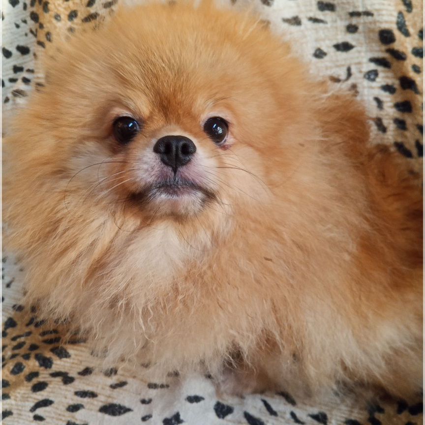 Померанский шпиц, взрослая собака