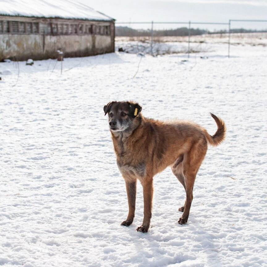 Собака в добрые руки Лысик