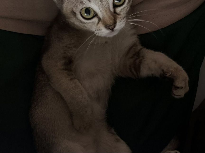 Сингапурская кошка