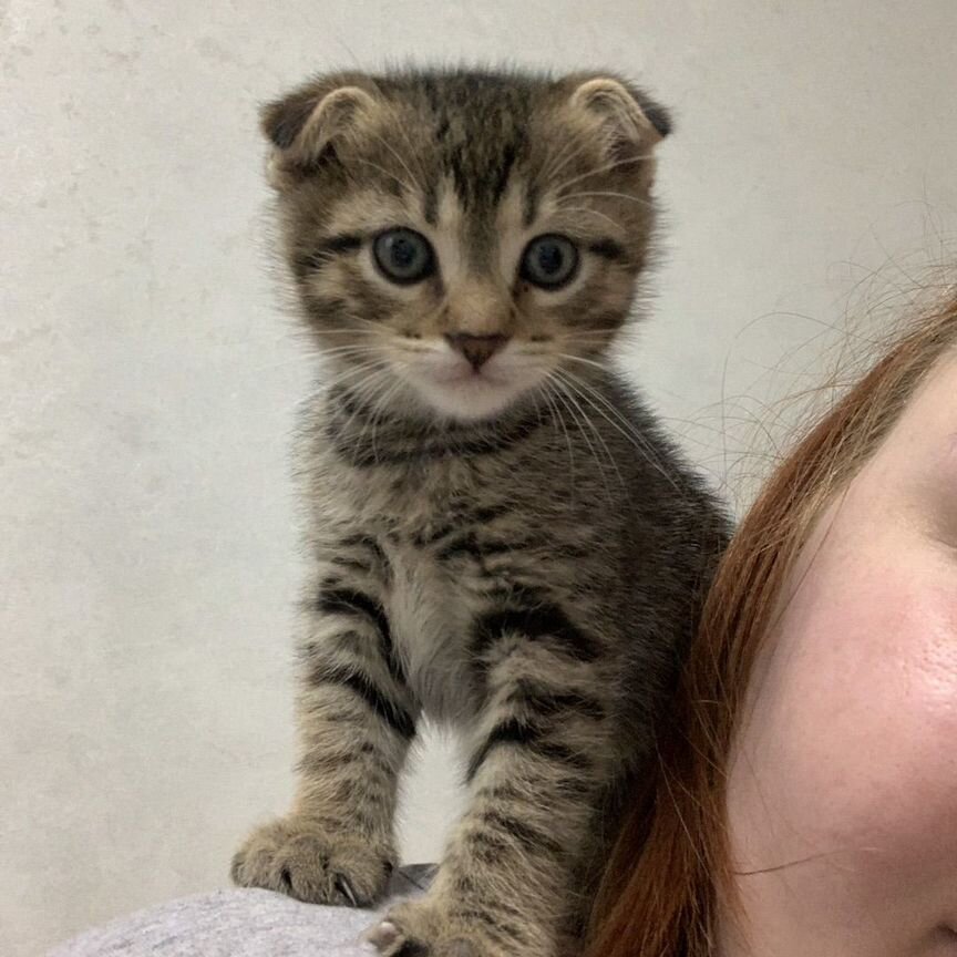Шотландский котенок