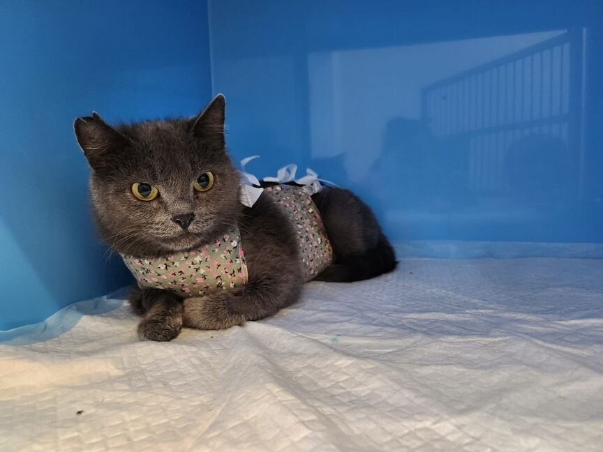 Шебушка стерилизована