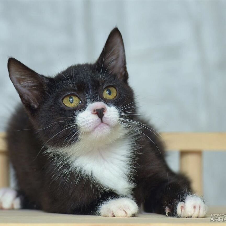 Котенок девочка 3 месяца привита