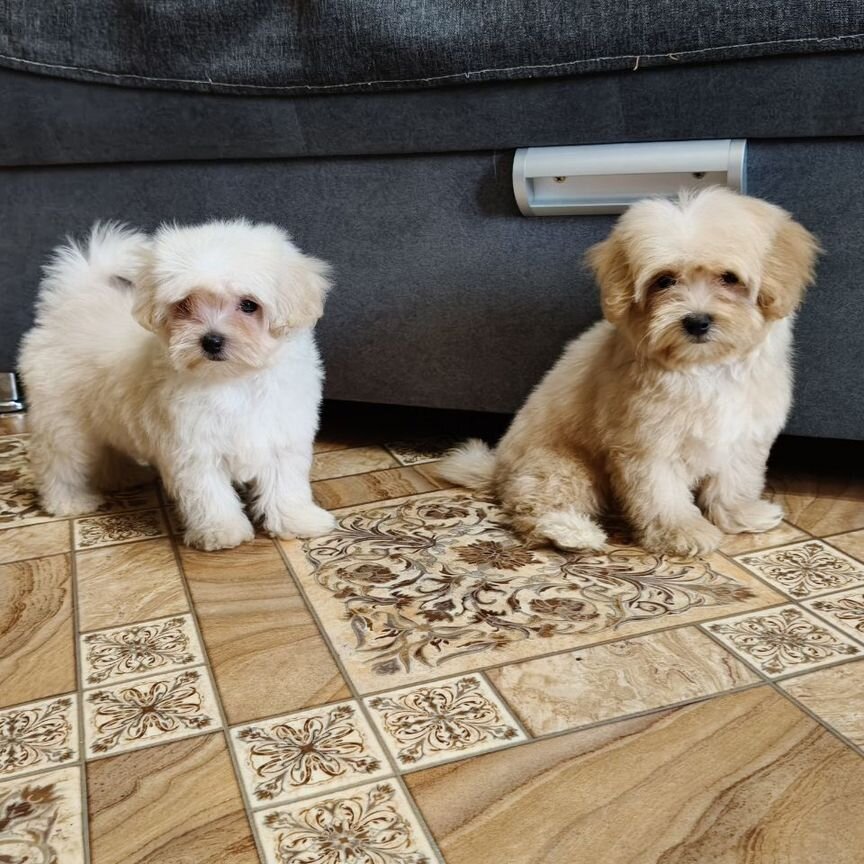 Мальтипу, щенок