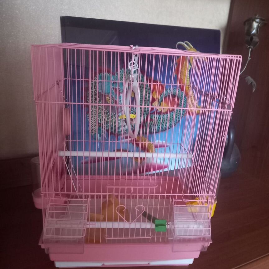 Волнистый попугай