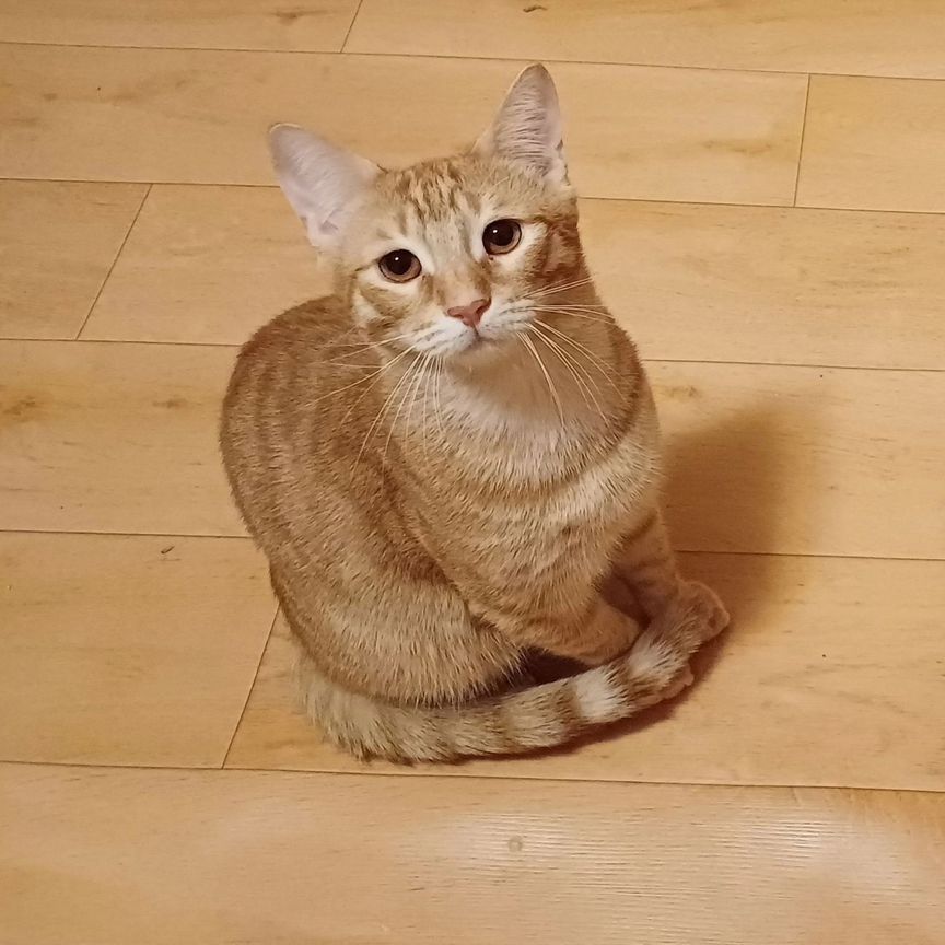 Рыжий кот