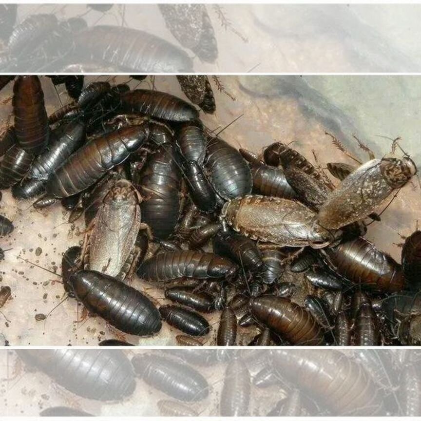 Кормовые насекомые живые