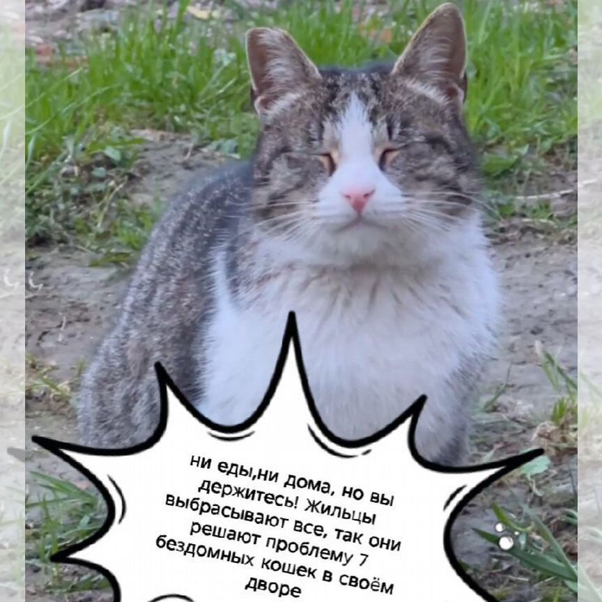 Взрослая, кошка в добрые руки