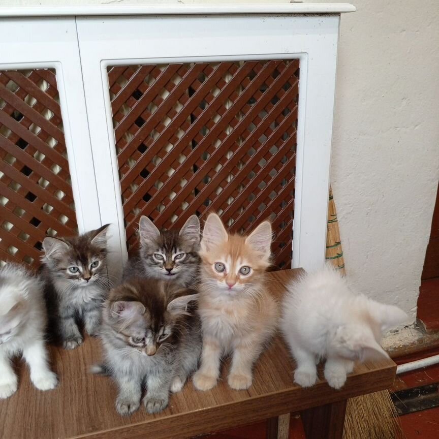 Киски в добрые ручки