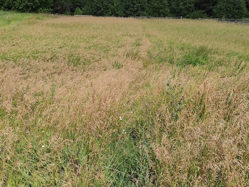 Сено-костер рассыпное,не в рулонах