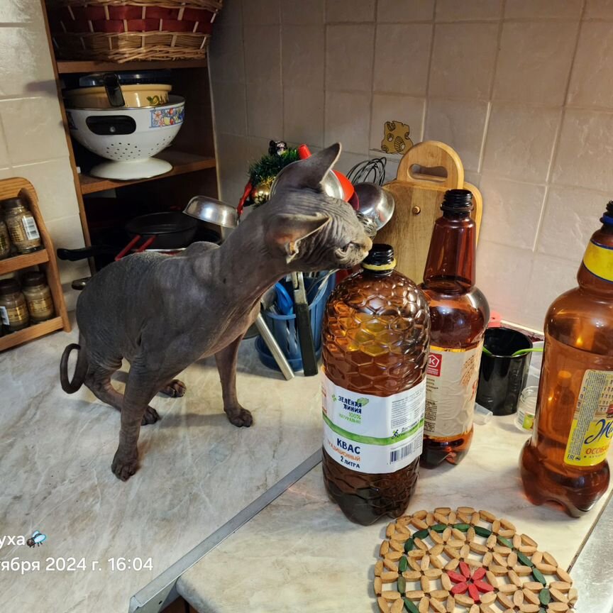 Кот сфинкс в добрые руки