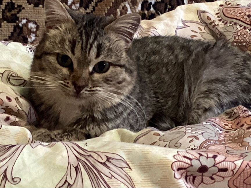 Кошка 10 мес