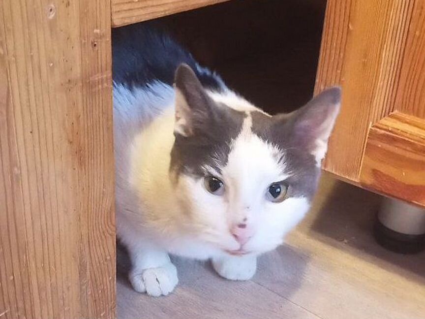 Кошка в дар