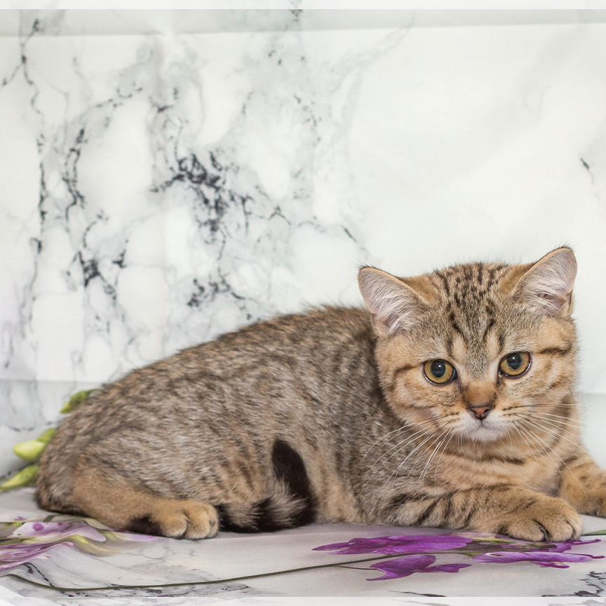 Британские котята золотая шиншилла