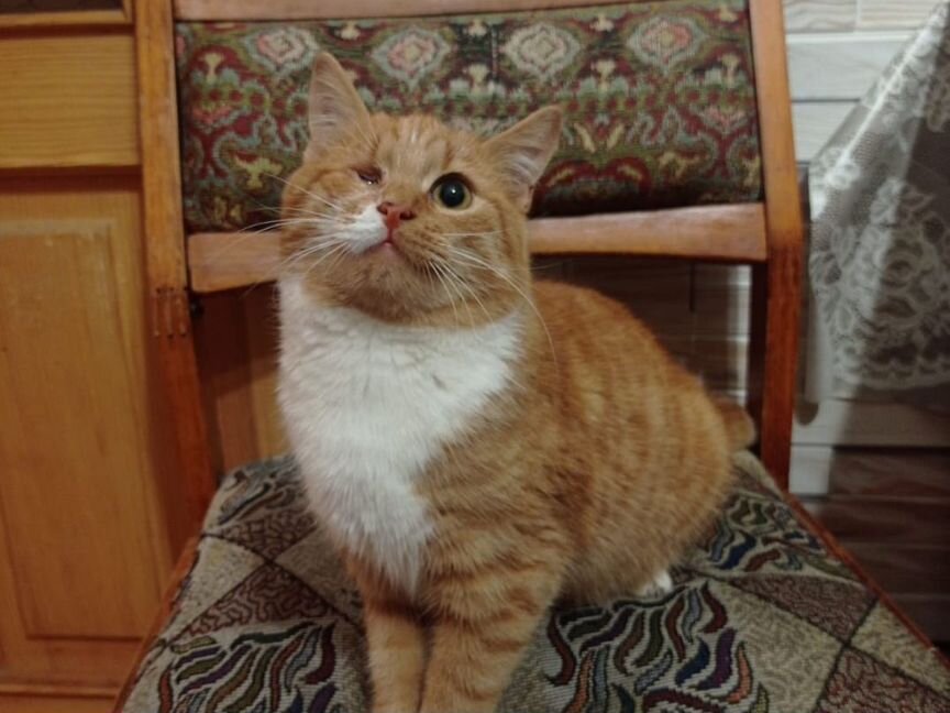 В любящие руки рыжий котик подросток