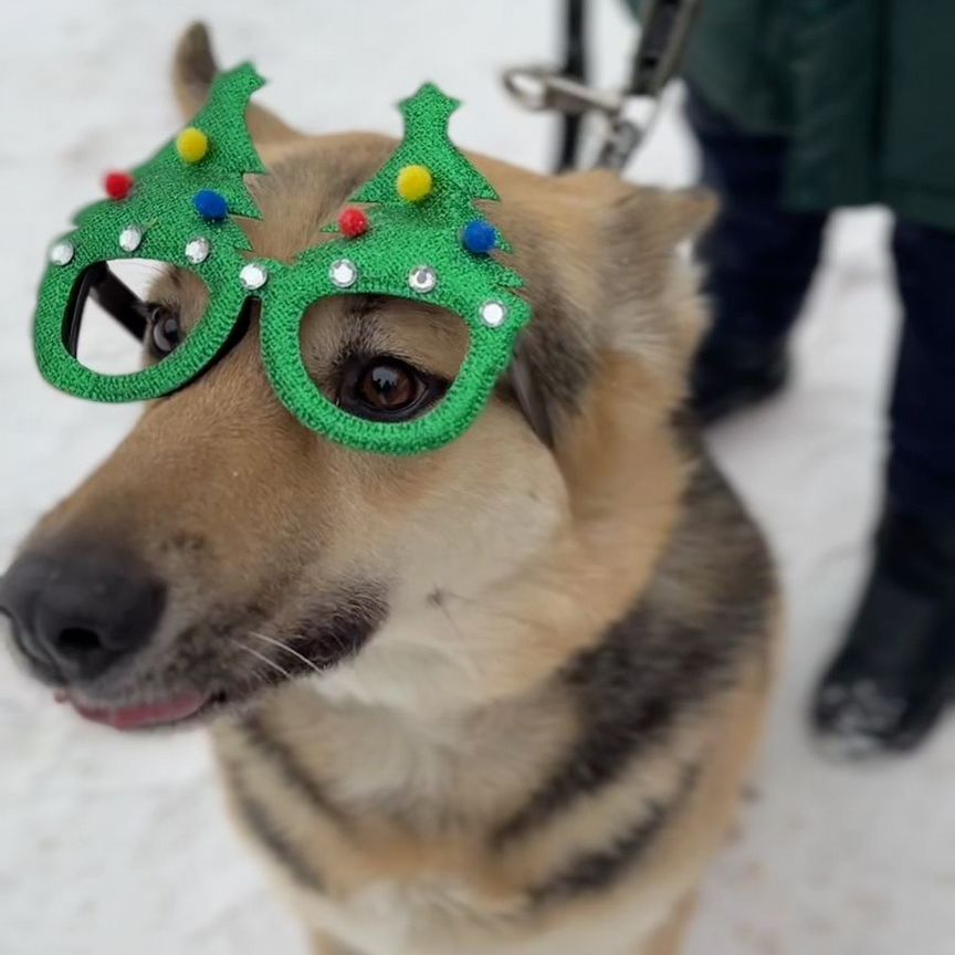 Верный пес Джем ищет друга