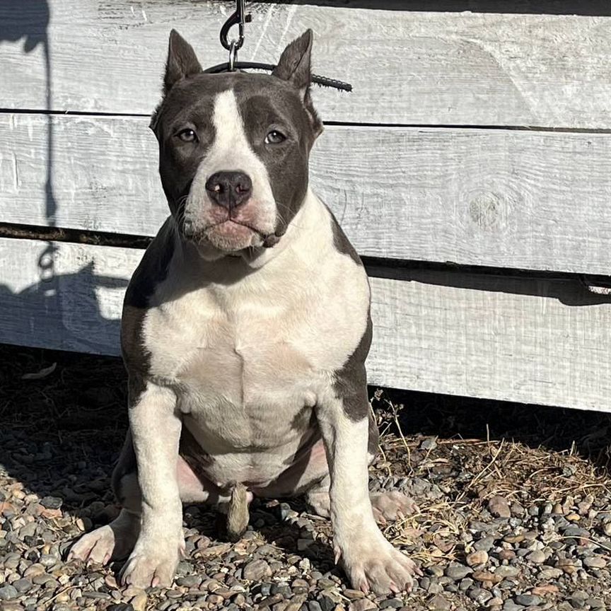 Американский стаффордширский терьер, щенок